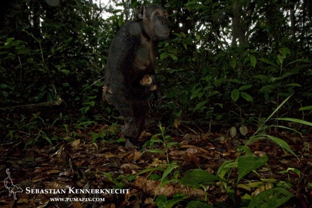 African Leopards in Gabon | Sebastian Kennerknecht Photography