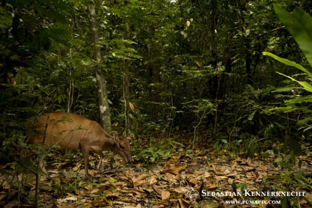 African Leopards in Gabon | Sebastian Kennerknecht Photography