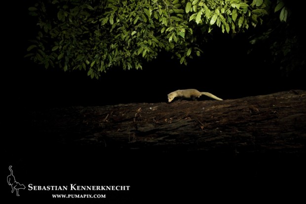 African Leopards in Gabon | Sebastian Kennerknecht Photography