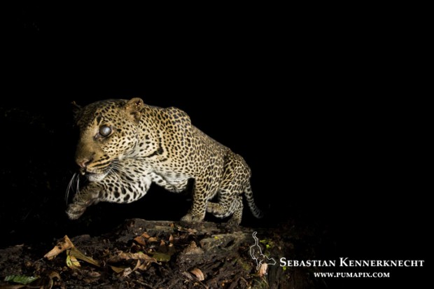 African Leopards in Gabon | Sebastian Kennerknecht Photography