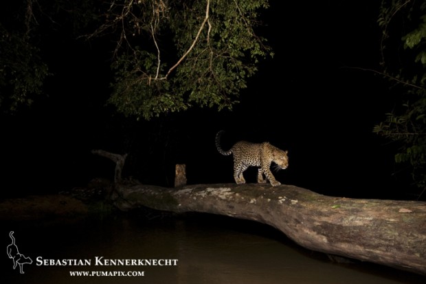 African Leopards in Gabon | Sebastian Kennerknecht Photography