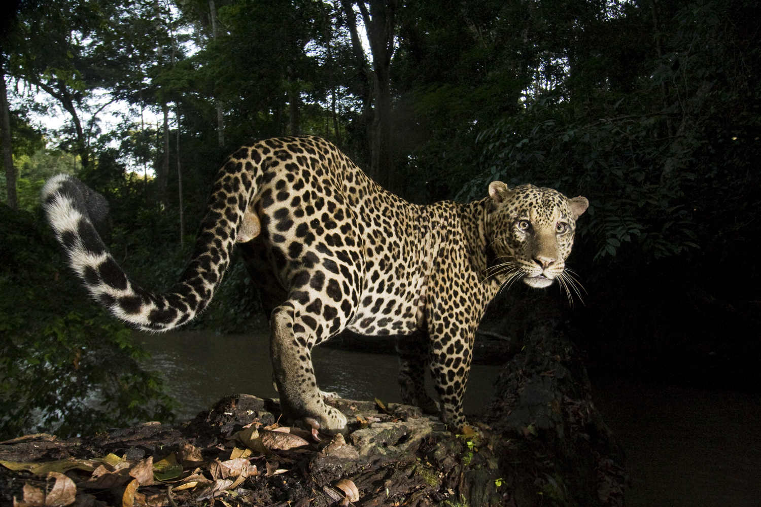 Sebastian Kennerknecht Photography