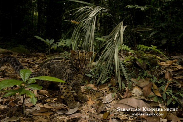 Bornean Bay Cat | Sebastian Kennerknecht Photography