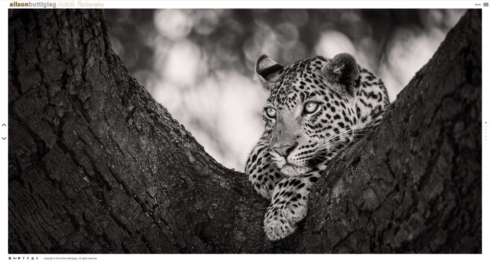 Incredible Women Wildlife Photographers | Sebastian Kennerknecht ...