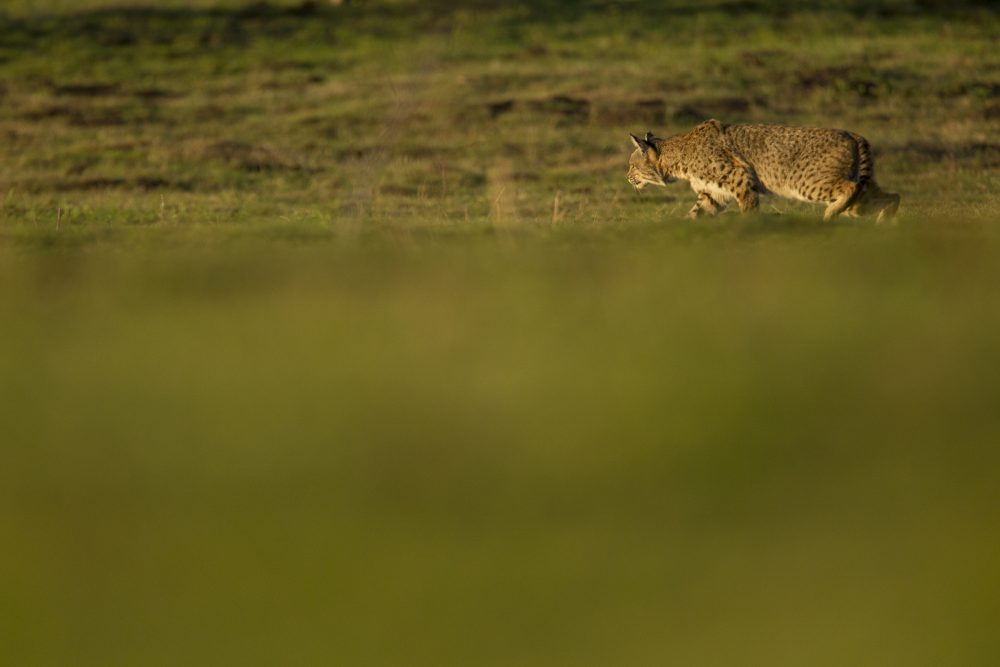 Bobcat (Lynx rufus) hunting in field, Point Reyes National Seashore ...