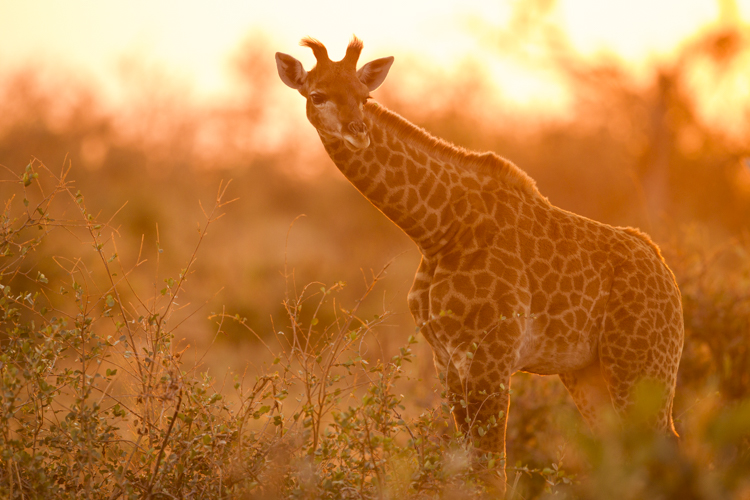 IMG-246422-South-African-Giraffe-South-Africa-Sebastian-Kennerknecht ...