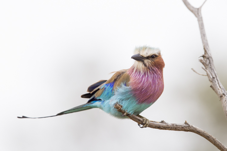 Lilac-breasted Roller (Coracias caudatus), Kruger National Park, South ...